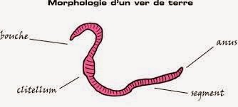 Ecole Notre Dame de MOUZEIL: des vers de terre...