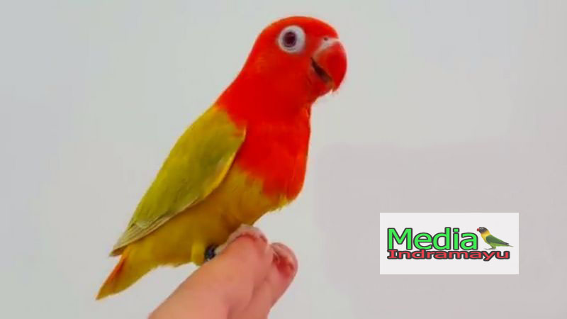 8 Jenis Lovebird Biola Lengkap dengan Gambar dan Harga - Media Burung ...