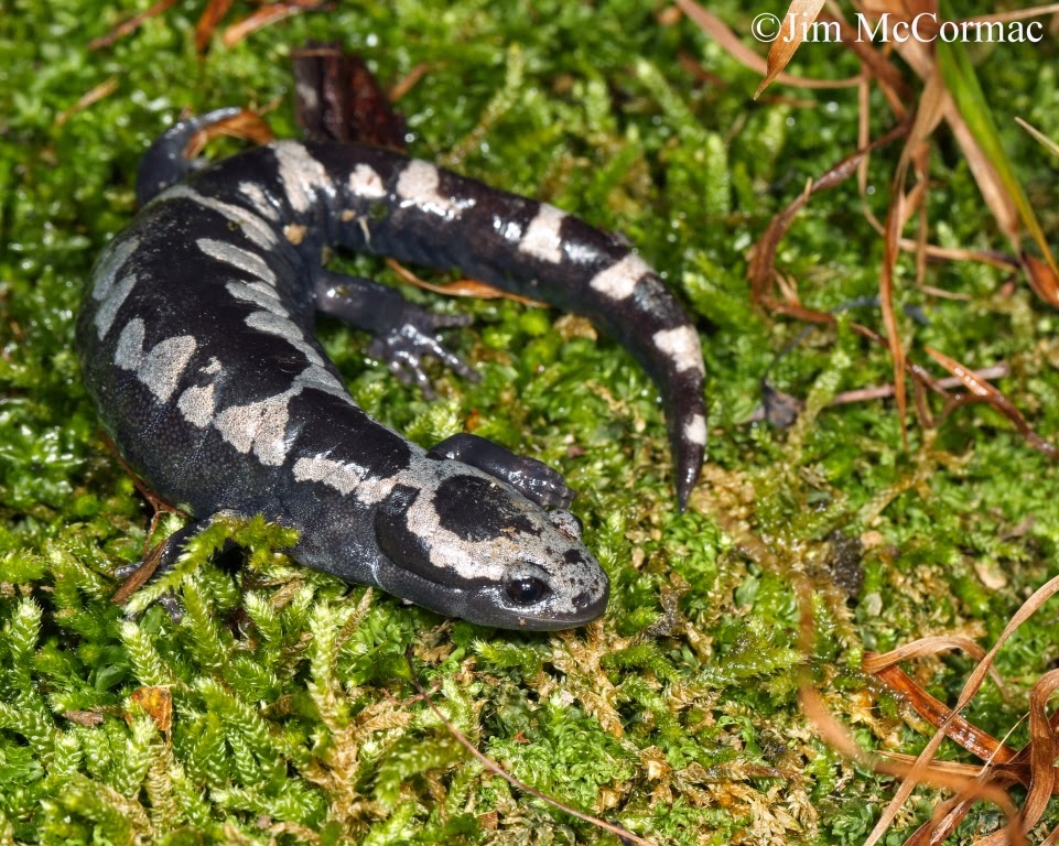 Ohio Birds and Biodiversity: EPN Breakfast - Salamanders! Thursday, April 9