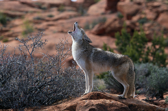 Coyote | The Life of Animals