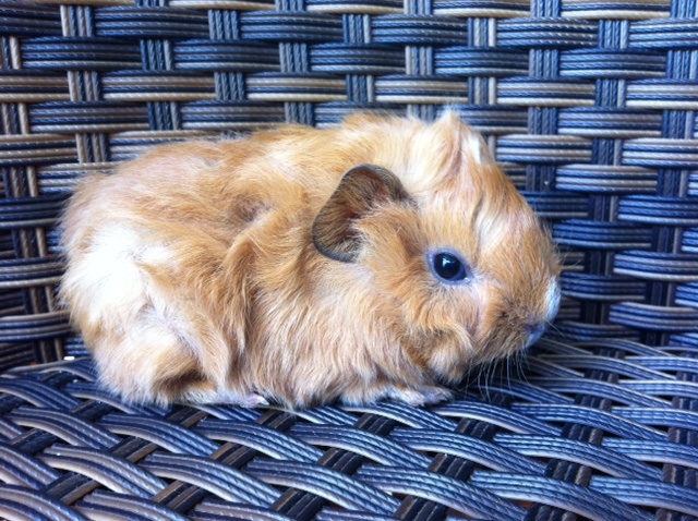 littlefurryones: Sheeba Mini Yak babies - ADOPTED