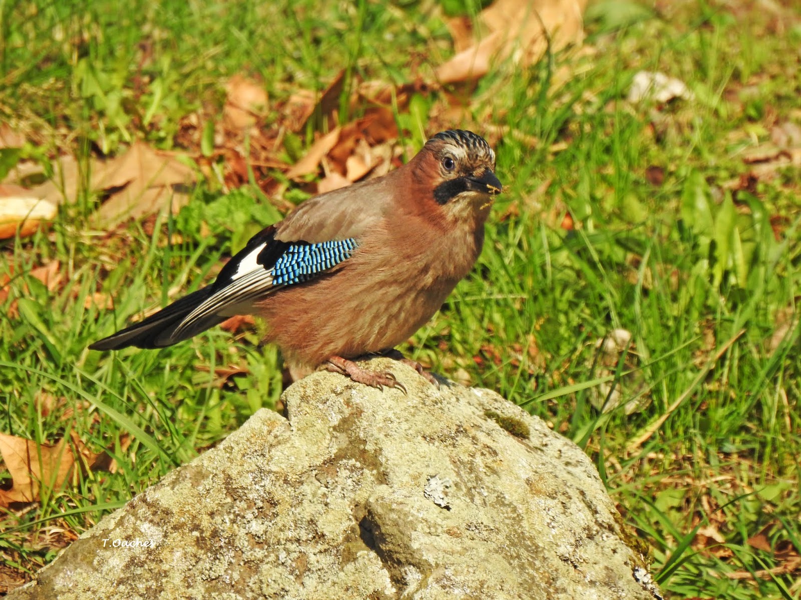 PASARI DIN ROMANIA: gaita