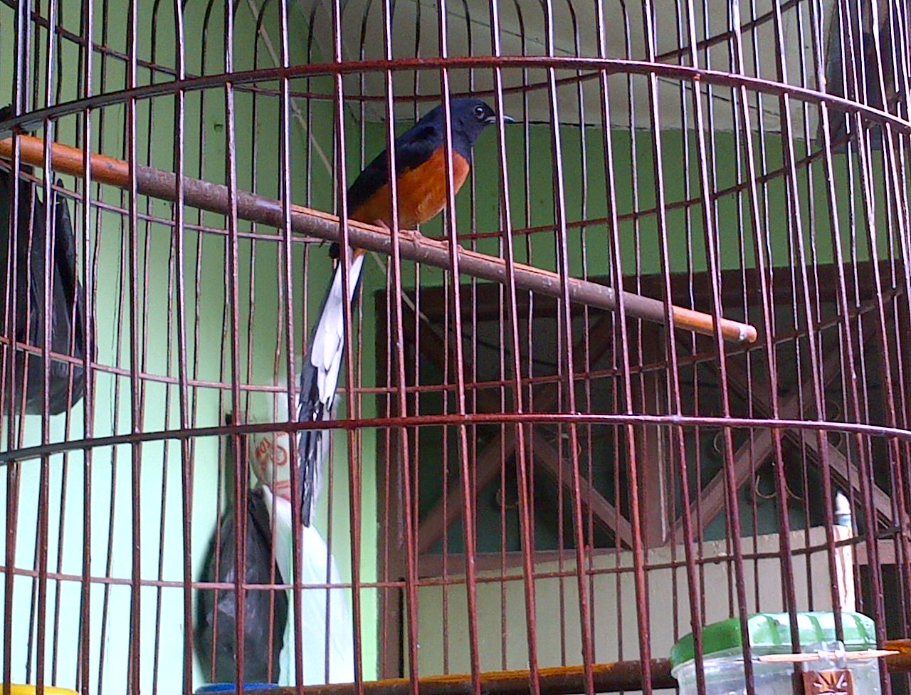 Jacky Valentino: Burung Murai oh Murai Medan...