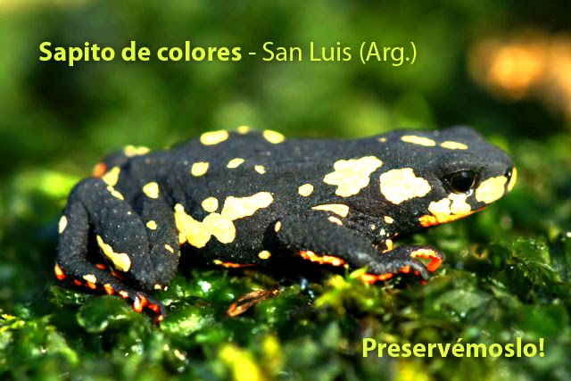 FUNDACIÓN CAMPOS LARGOS: SAPITO DE COLORES SAN LUIS ARGENTINA, HAY QUE ...
