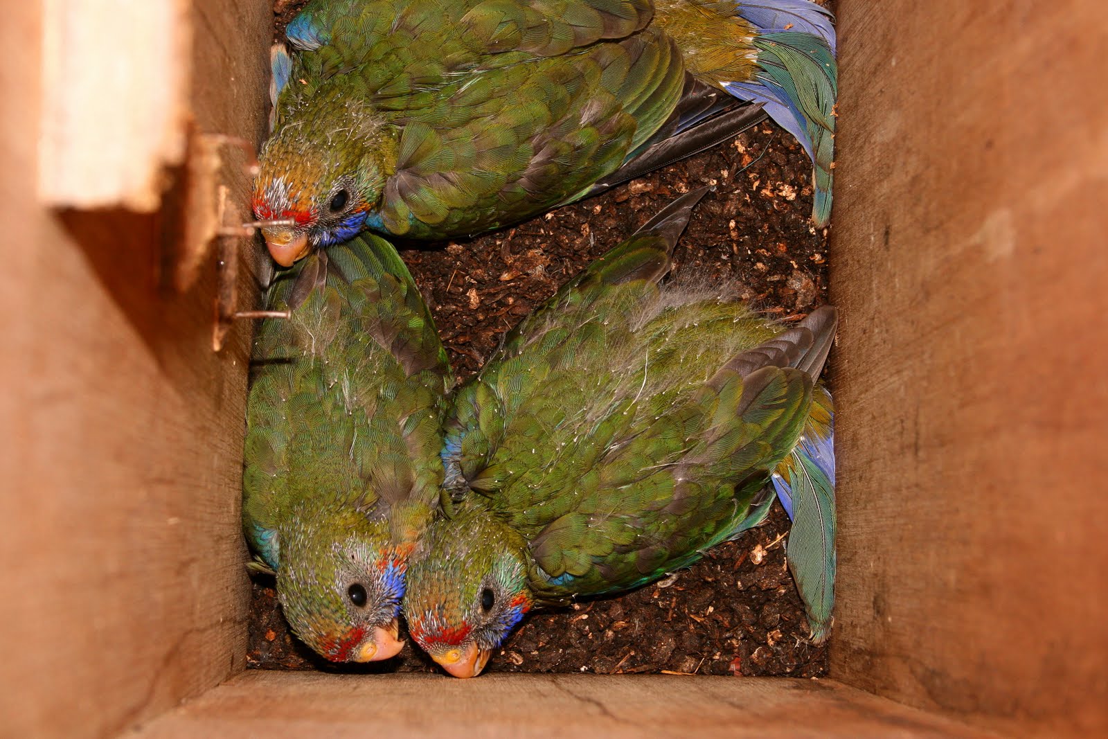 Green Block Shiraz !: Project Bird Boxes