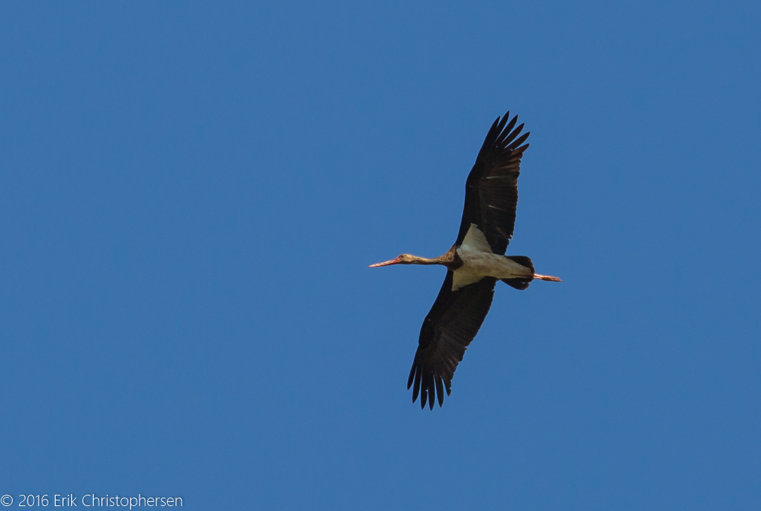 Erik Christophersens fotoblog: Sort stork over haven