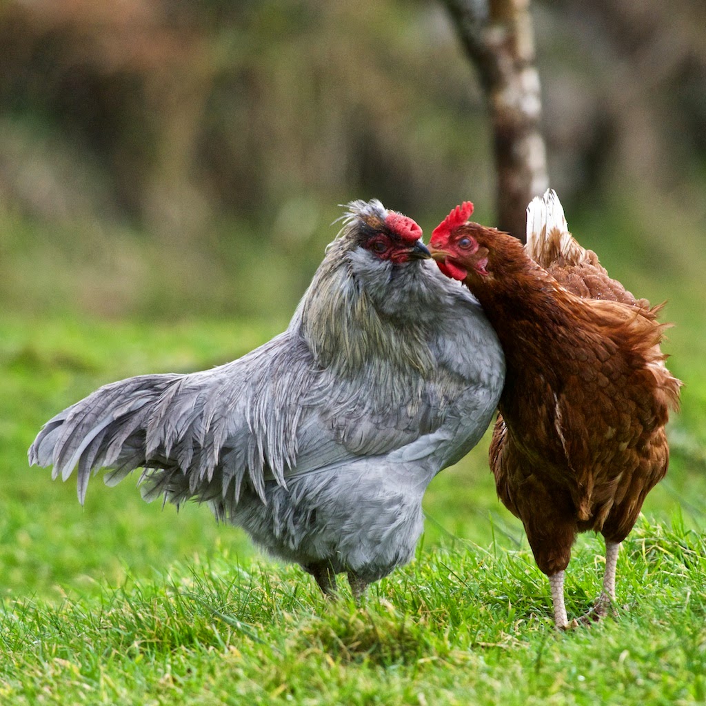 Treshnish Farm: The definition of 'hen-pecked'