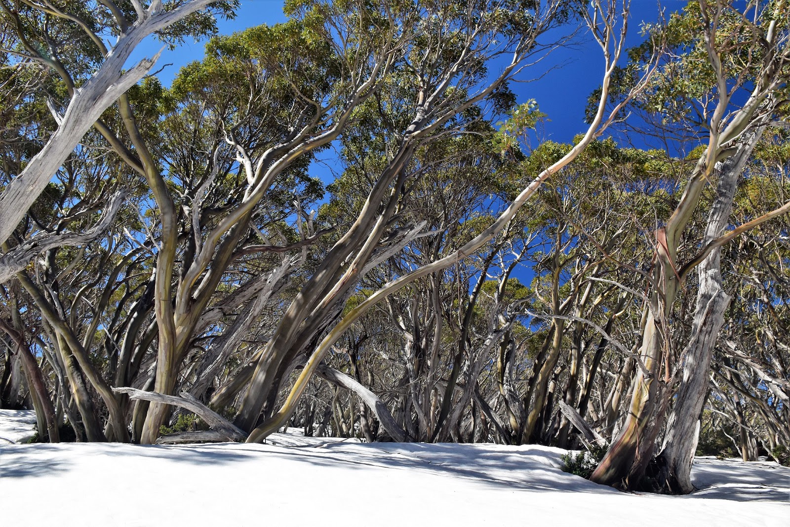 Goin' Feral One Day At A Time: Baw Baw Village Circuit, Baw Baw ...