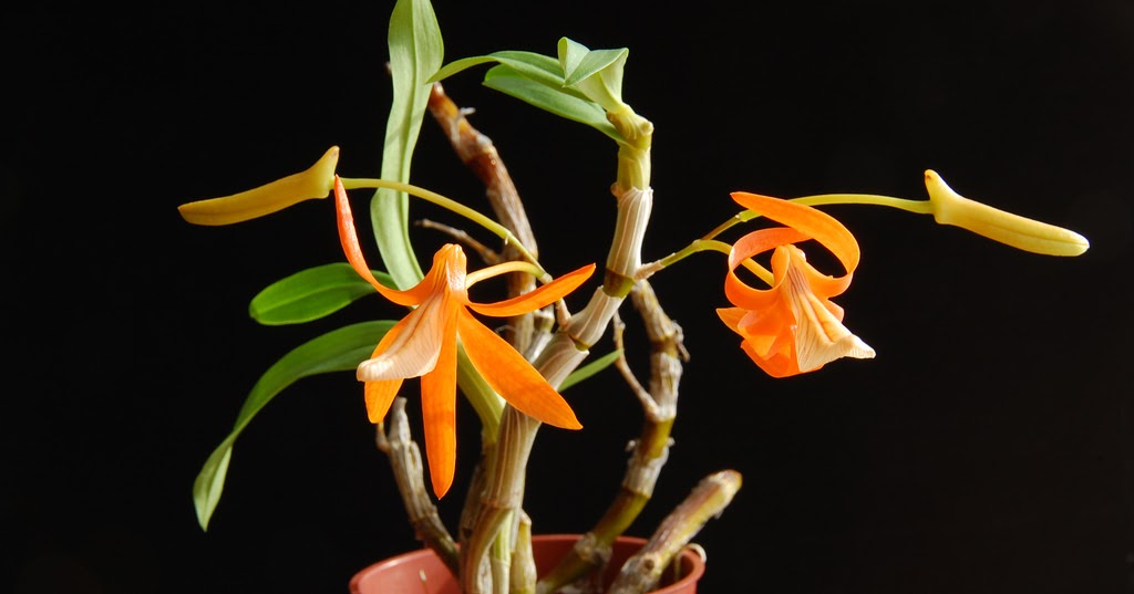 Grow and care Dendrobium orchid | Travaldo's blog