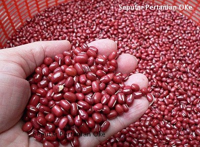 Kacang Merah | Ketauhi Sejuta Manfaatnya untuk Kesehatan ala My ...