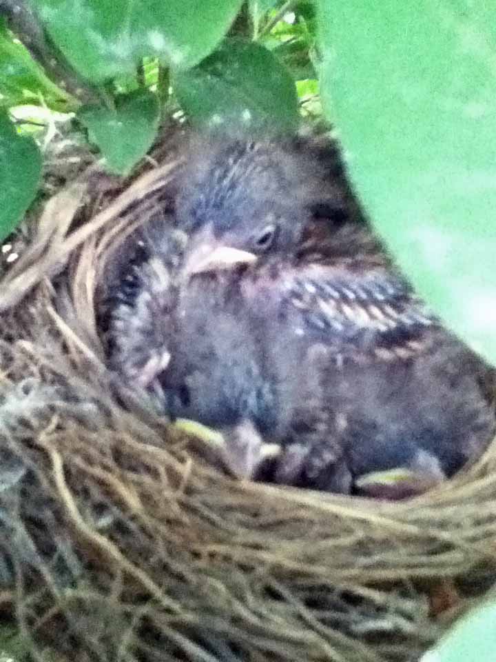 Mulberry Farm {:::}: Chipping Sparrow Nest
