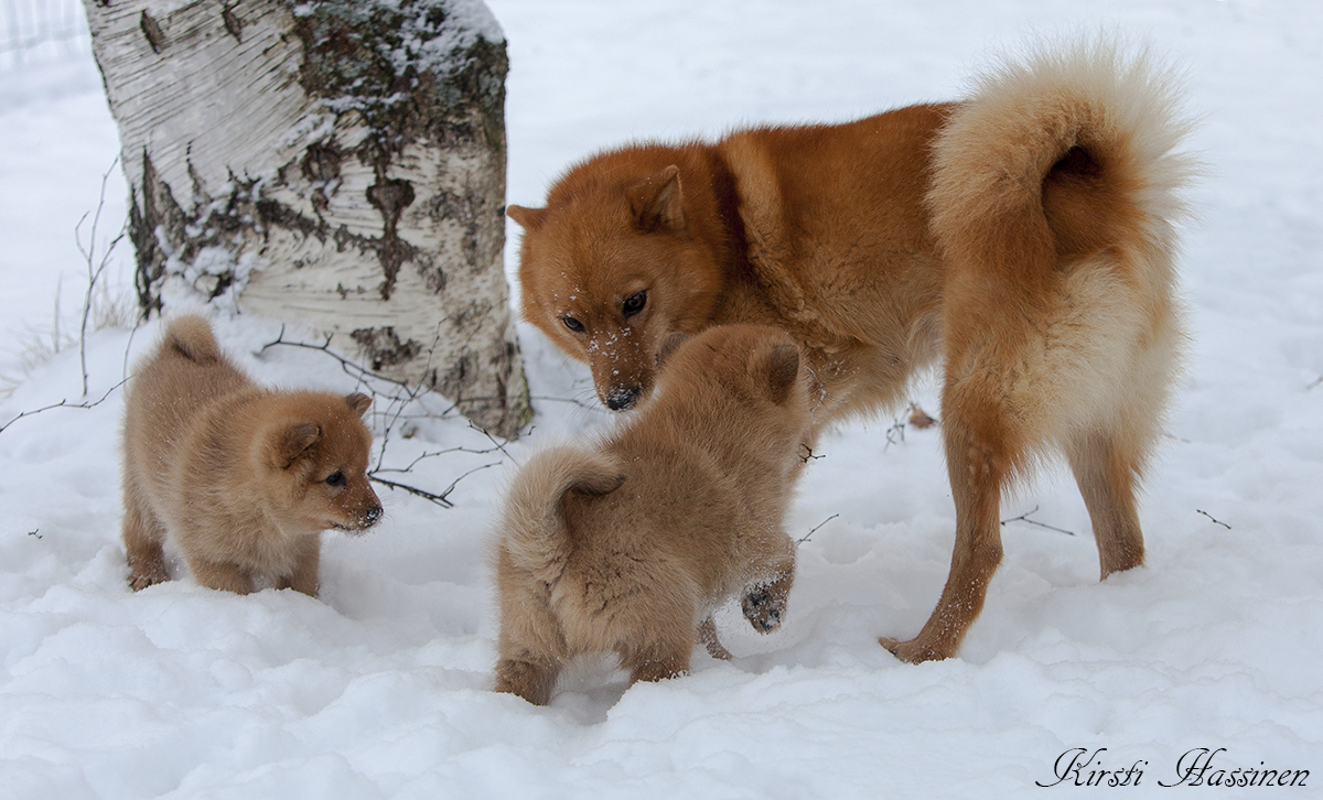 Maatiaismuori: Pikinokka, punaturkki, aito suomalainen, mikä se on?