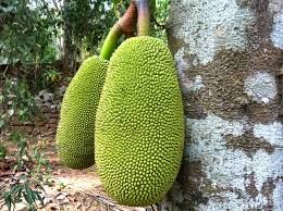 Kerala Tourism: Jack fruit or Chakka is a common tree in Kerala