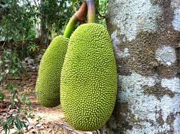 Kerala Tourism: Jack fruit or Chakka is a common tree in Kerala
