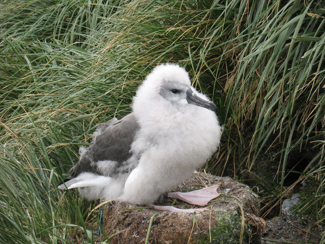 Pictures of albatrosses