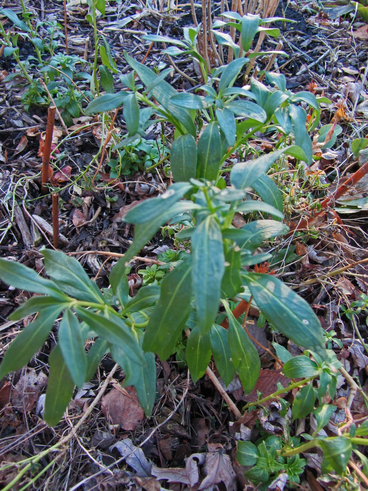 Gatsbys Gardens: Jan 6, 2012