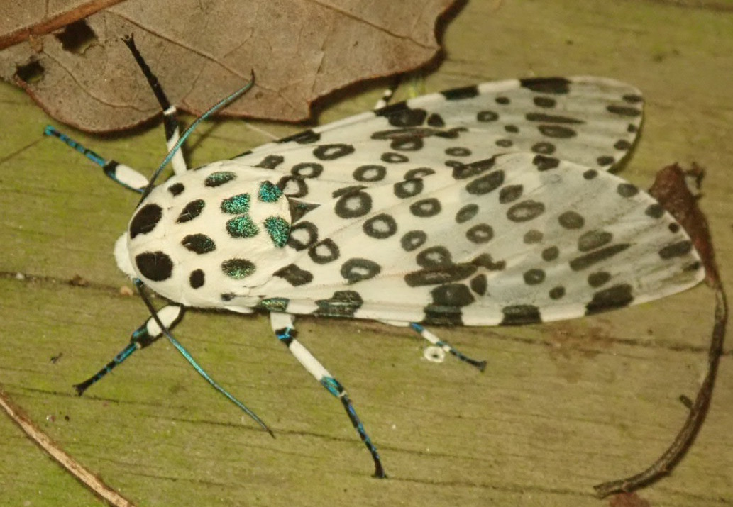 Springfield Plateau: Giant Leopard Moth
