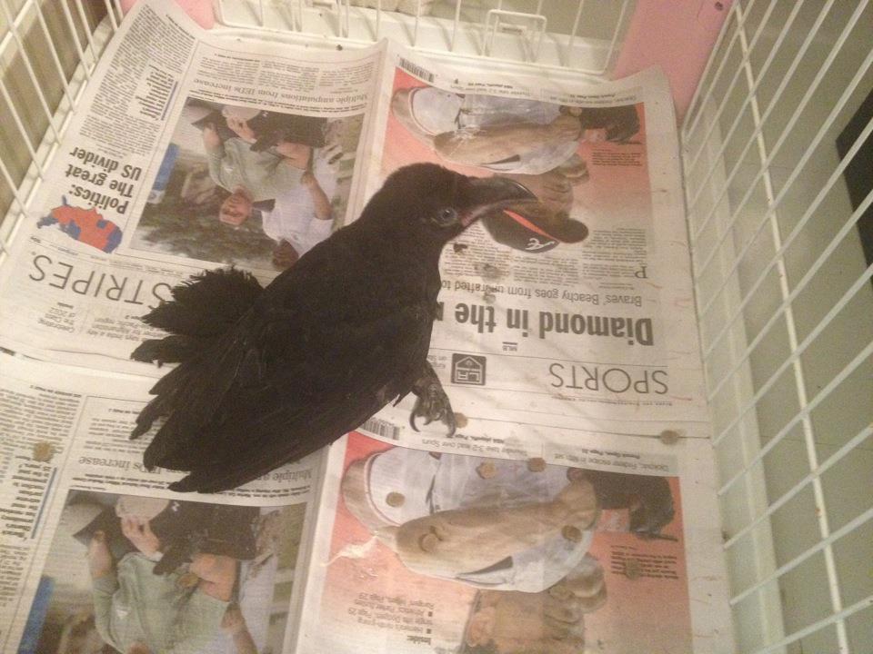 The (not so) Desperate Housewife: Baby Crow Rescue