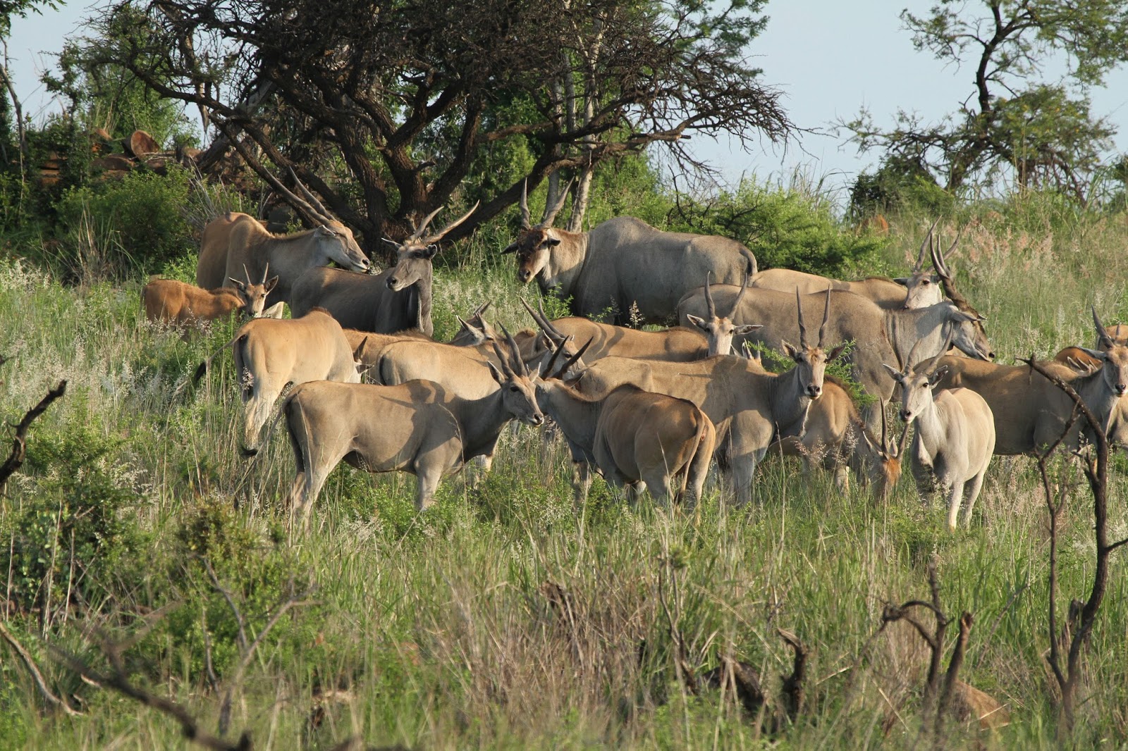 Travelling Shots: NAMBITI PRIVATE GAME RESERVE