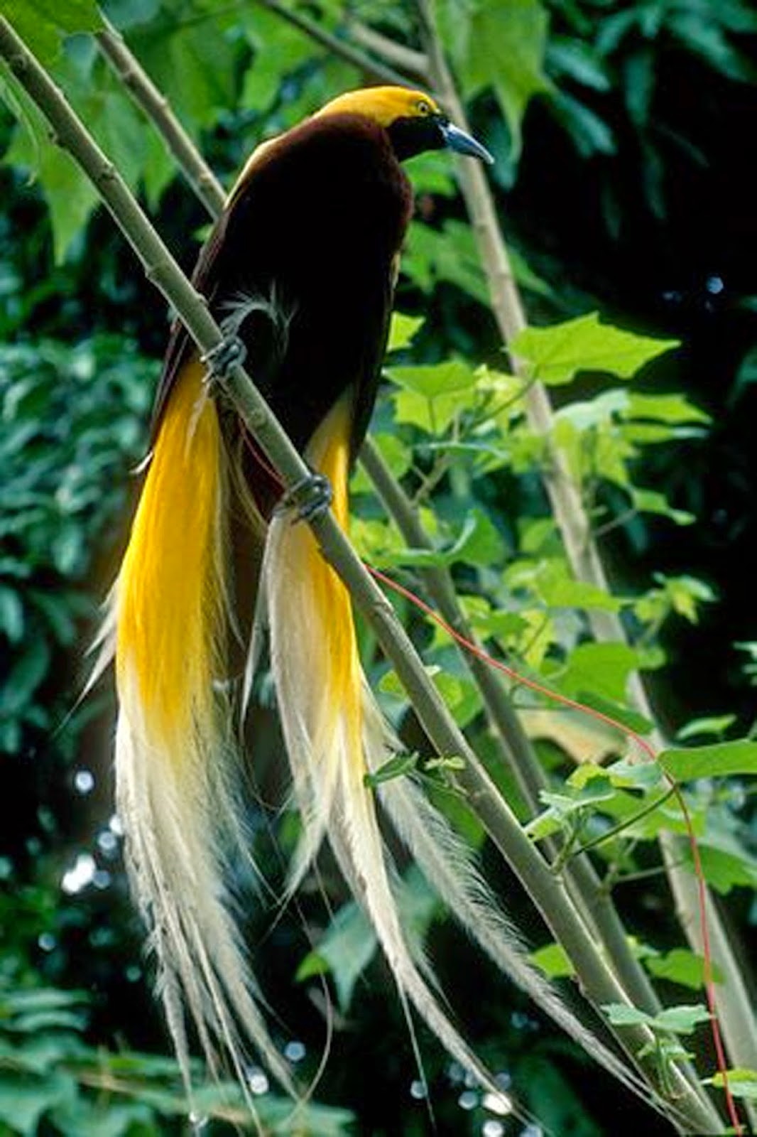 Rupa rupa burung - macam macam burung
