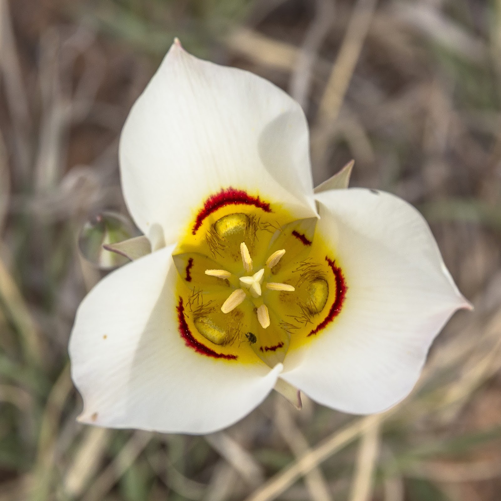 Plant World: Calochortus nuttallii