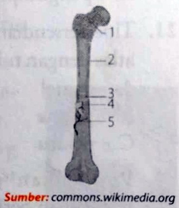 Jaringan tulang spons ditunjukkan nomor....