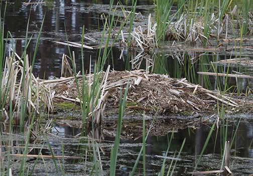 Jana Malinek Photography: The Limping GOOSE and an Angry MUSKRAT