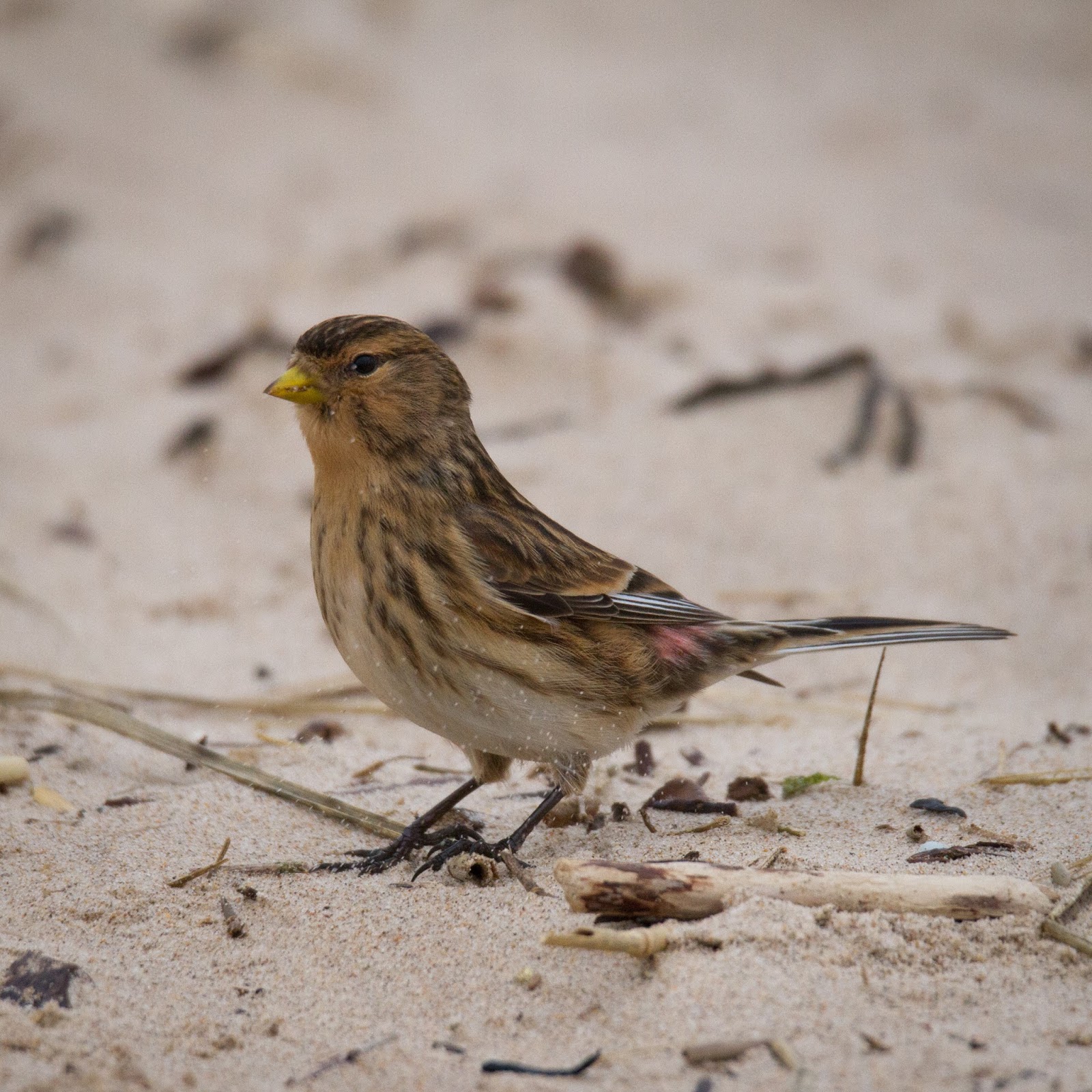 TrogTrogBlog: Bird of the week - Twite