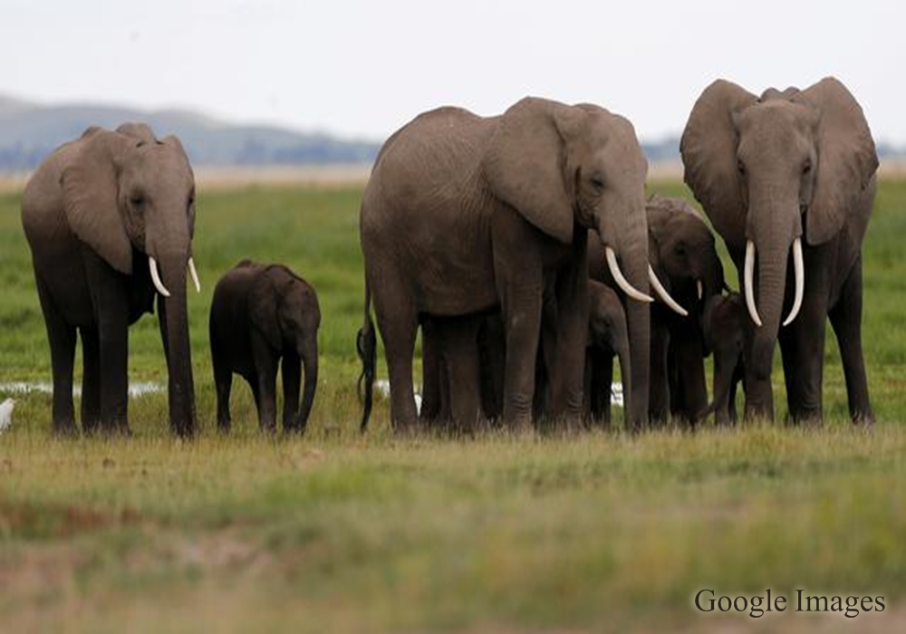 Gajah, Jenis Dan Asal Usul - binatang488