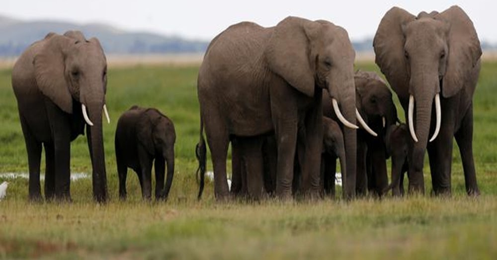 Gajah, Jenis Dan Asal Usul - binatang488