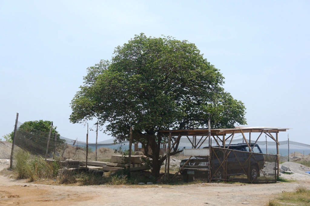 OUR PHILIPPINE TREES: Prolific Lanete
