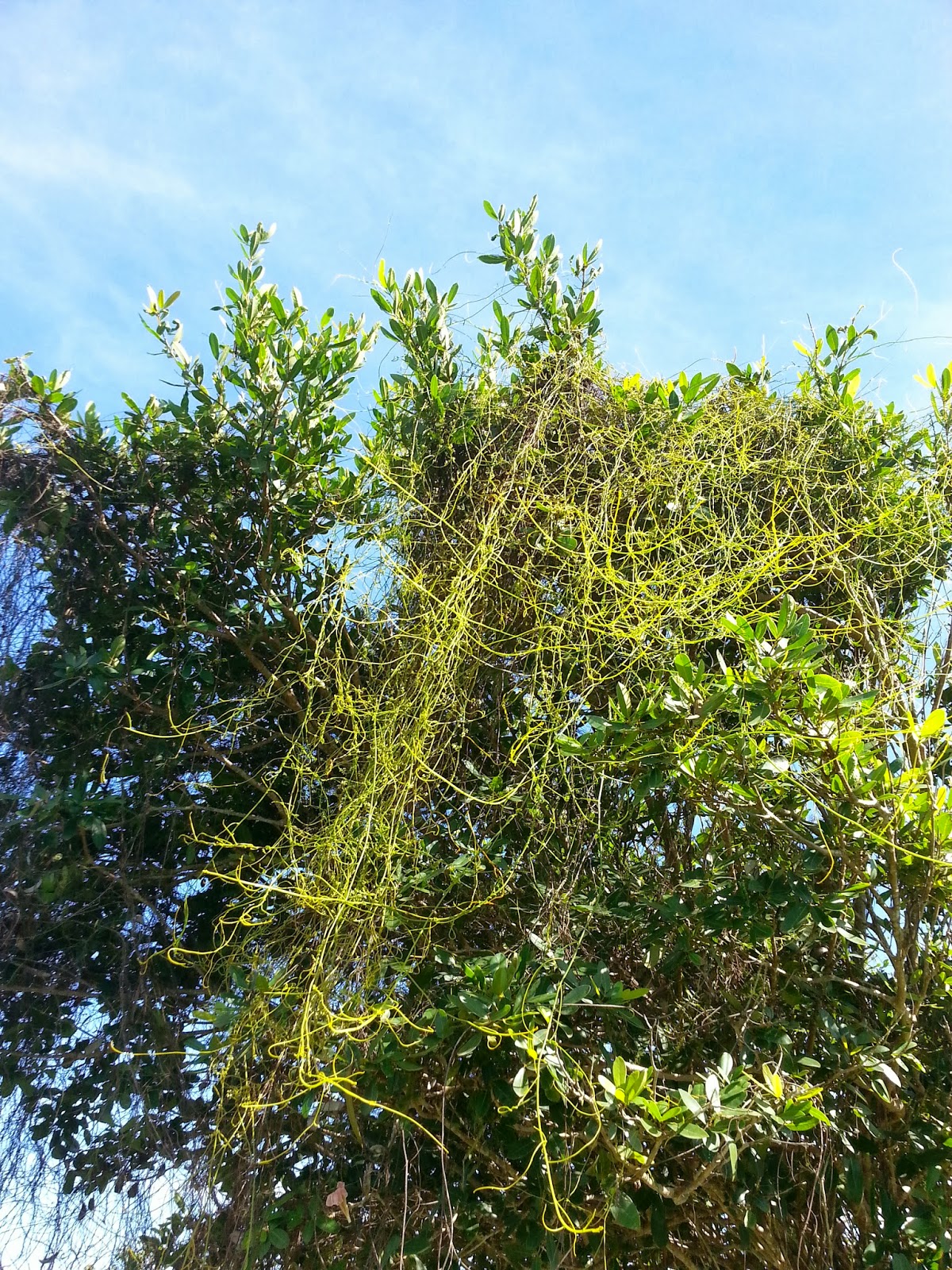 INVENTARIO DE ESPECIES EN EL SECTOR EL PASTILLO ISABELA, PUERTO RICO ...