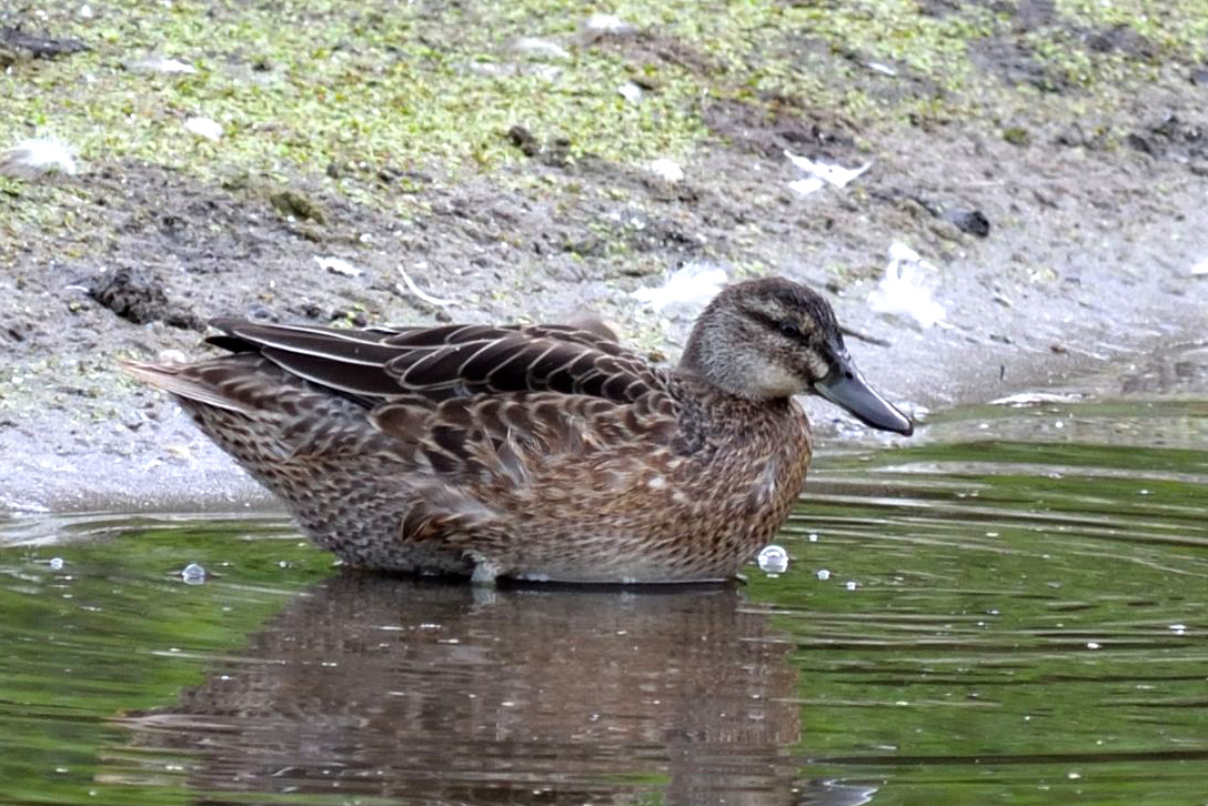 Pembrokeshire Birds: Garganey at Bosherston