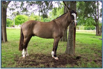 Los Caballos: Pelajes: Lobuno