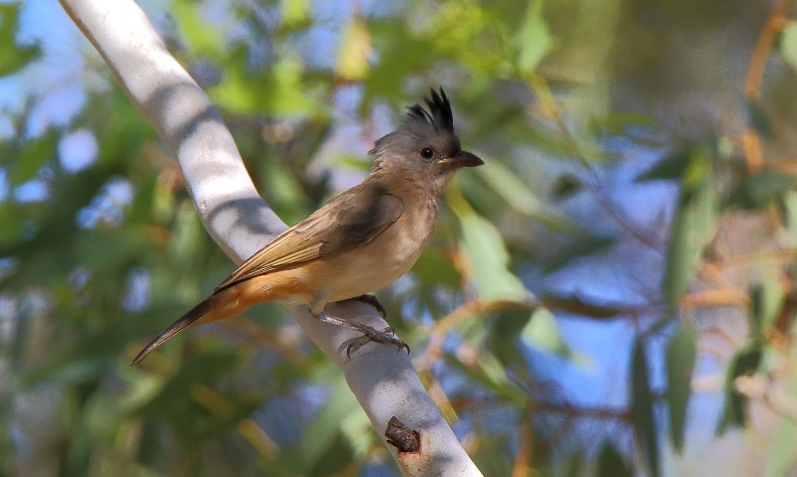 Richard Waring's Birds of Australia: Pallid Cuckoos, Crested Bellbird ...