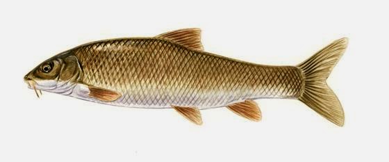 Pesca en Sevilla: Barbo