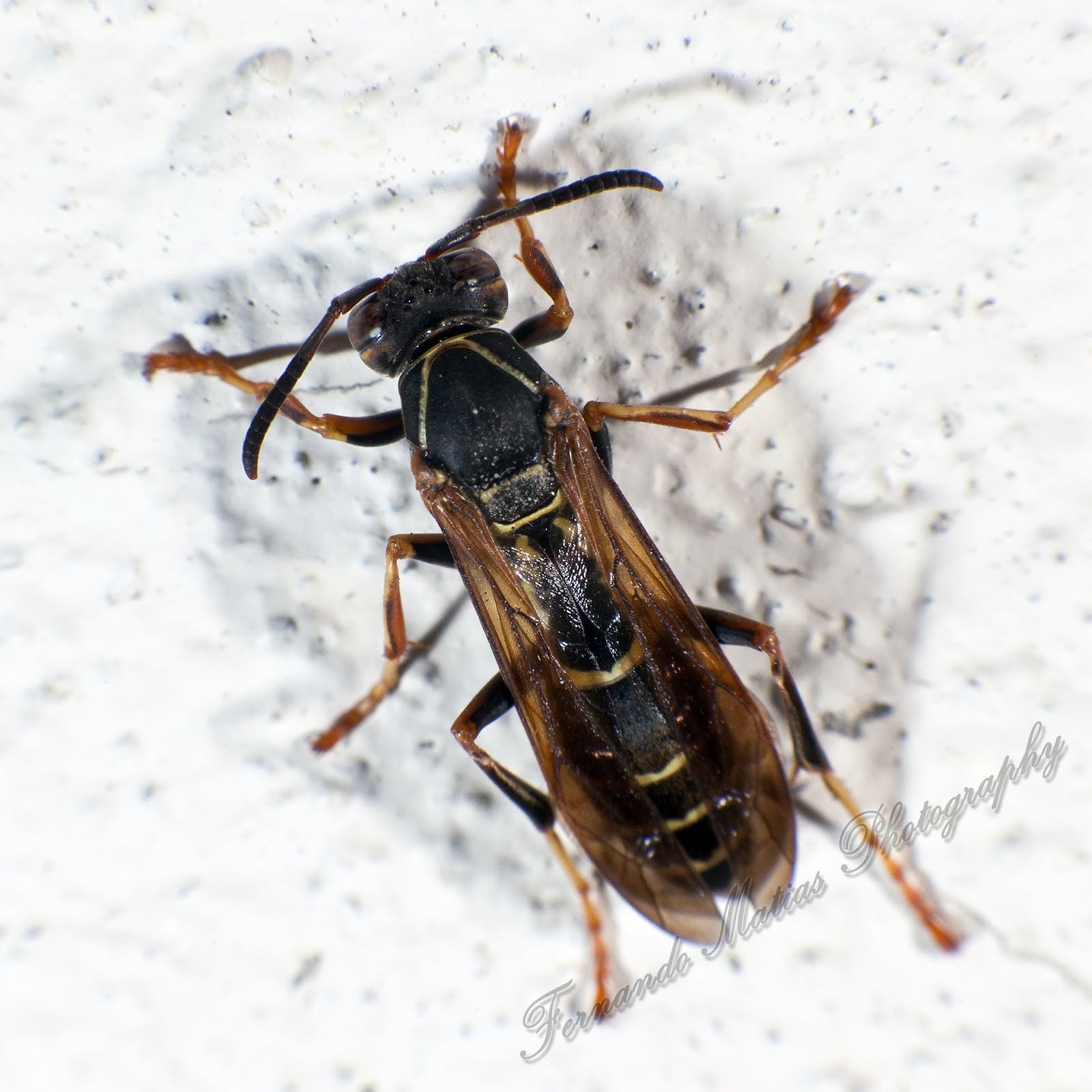 Fernando Matias Photography - Ottawa Ontario - Ottawa Wedding ...