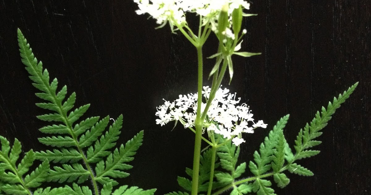 Sweet Cicely
