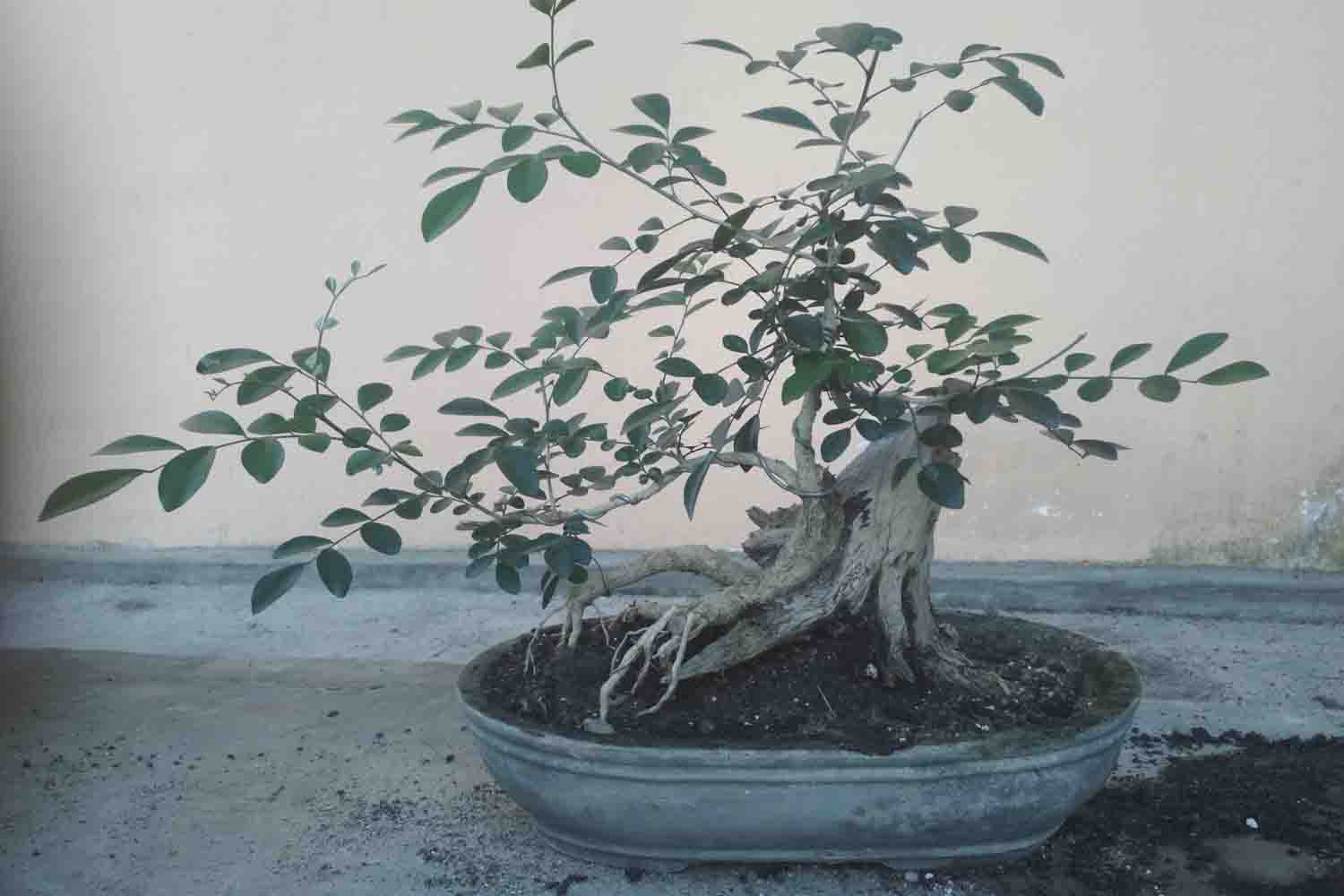 Mengupas Misteri Tanaman Bunga Kemuning