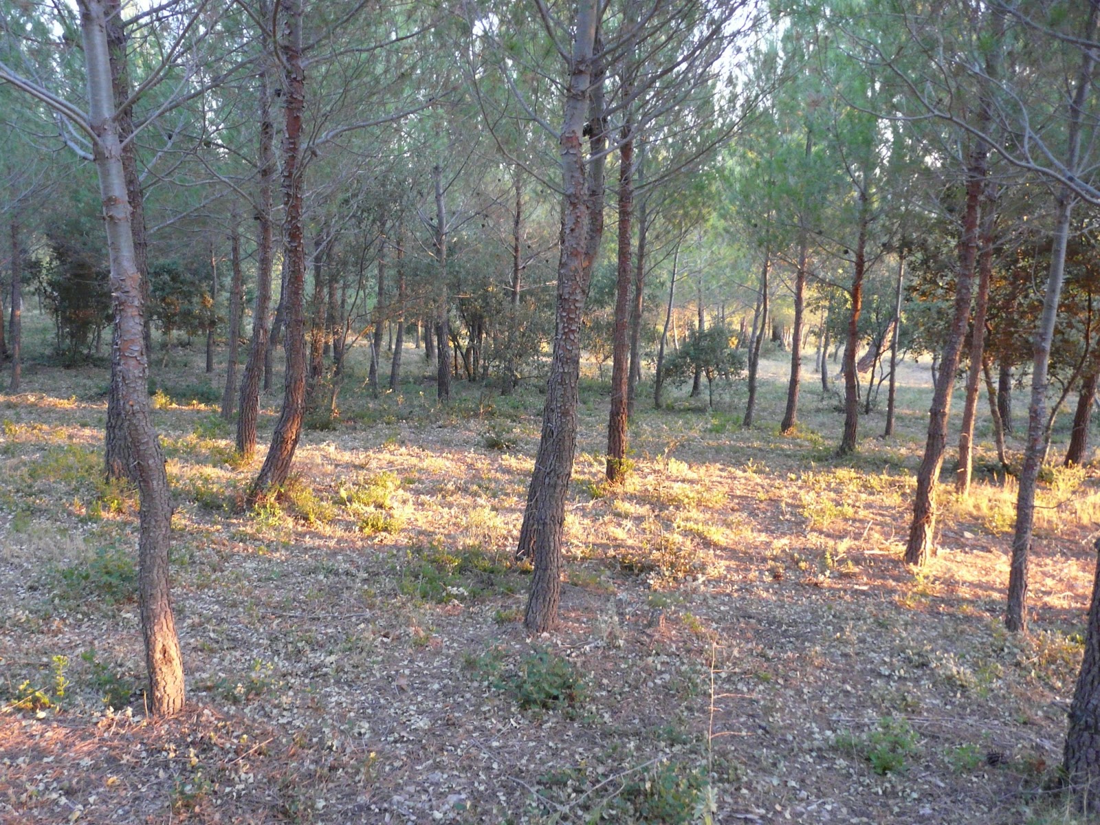 Une forêt en Provence: Actualité
