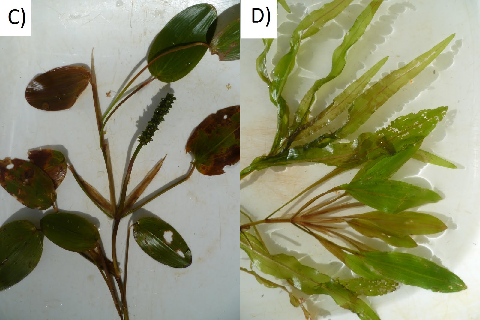 Kasvit.: Kasvit vedessä