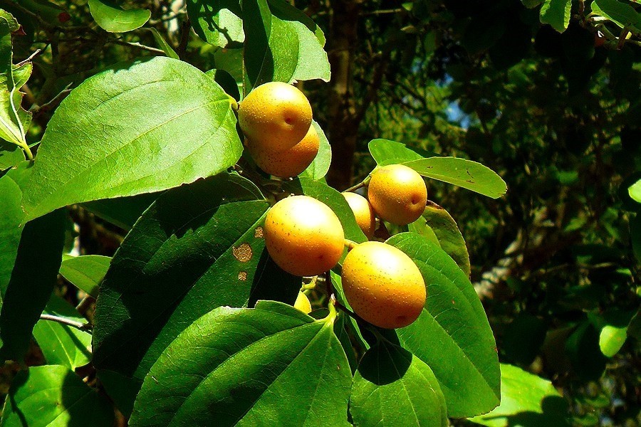 Ervas e Insumos: Juá