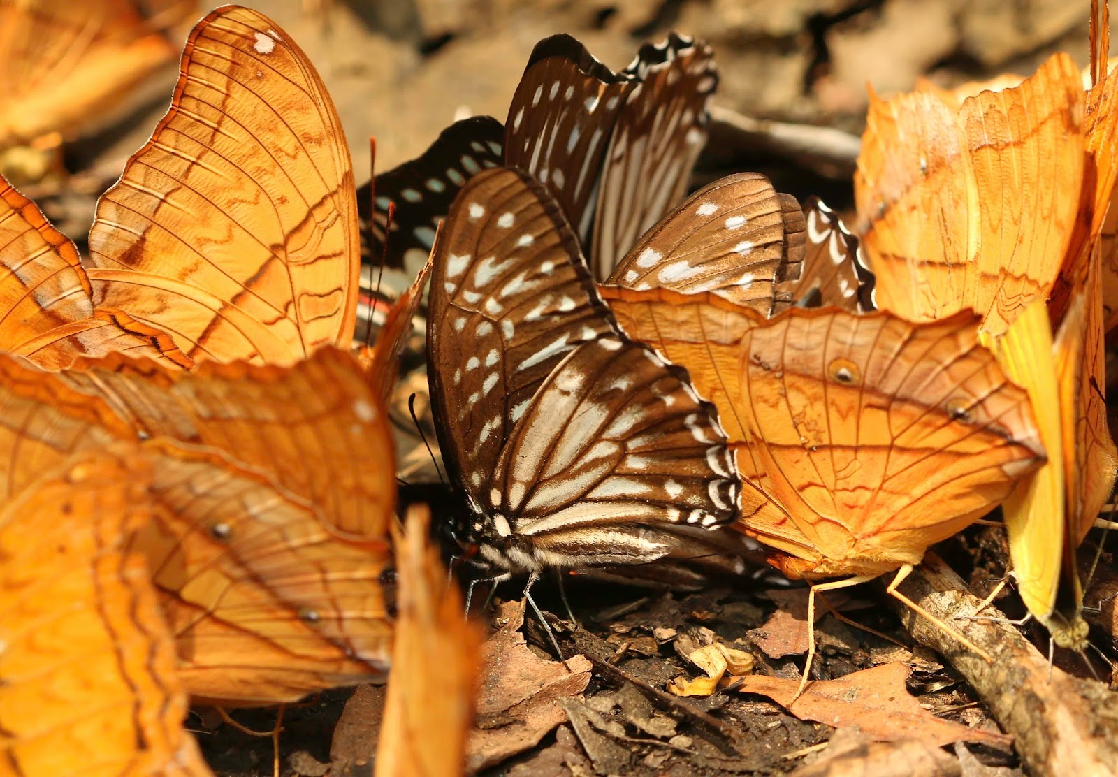 Butterflies of Vietnam: 81. Graphium macareus indochinensis (The Lesser ...