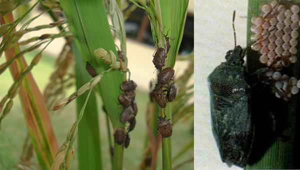 PT.TRIDA KIMIA SAKTI: Trizin 35 WP ( INSEKTISIDA )