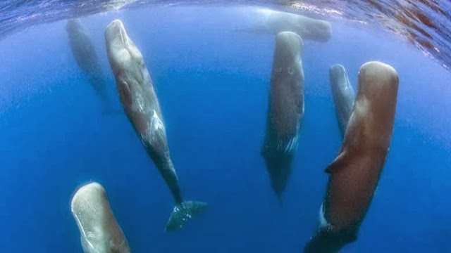 This is how Sperm Whales sleep - Introspective World