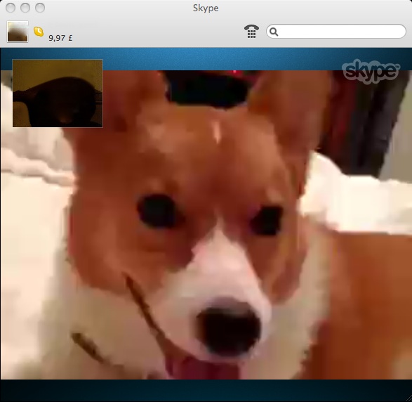 Random & Variable: Skype Dog Part II