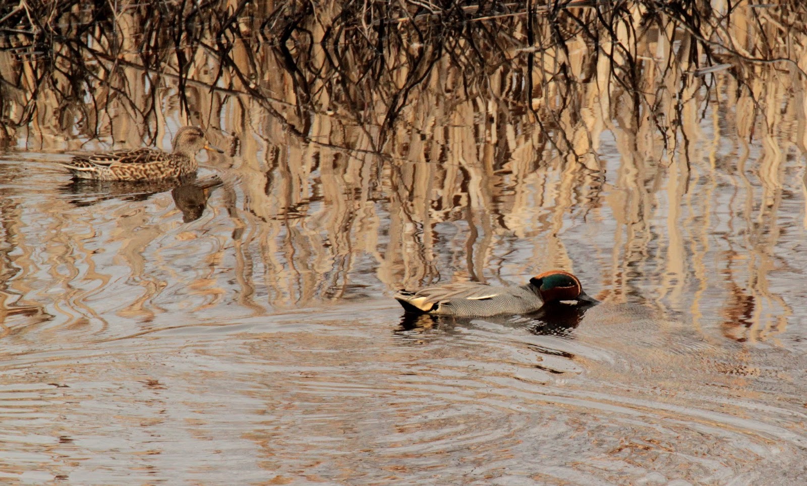 Linnea borealis: Tavi tavi tavi