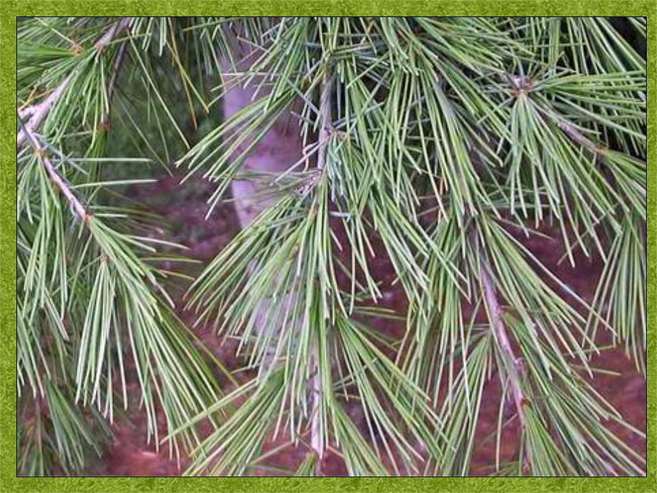 Spreebird wildlife: Cedrus deodara (Deodar Cedar) National Tree of Pakistan