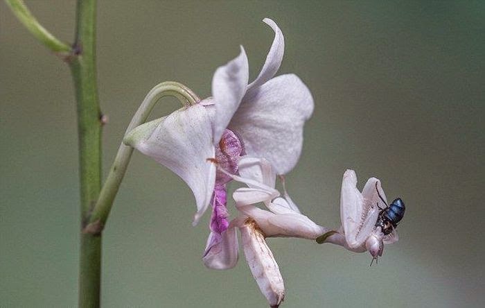 The Master of Camouflage: The Malaysian Orchid Mantis