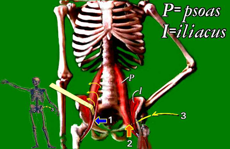 Psoas muscle: understanding, release and integrate them to the healthy ...